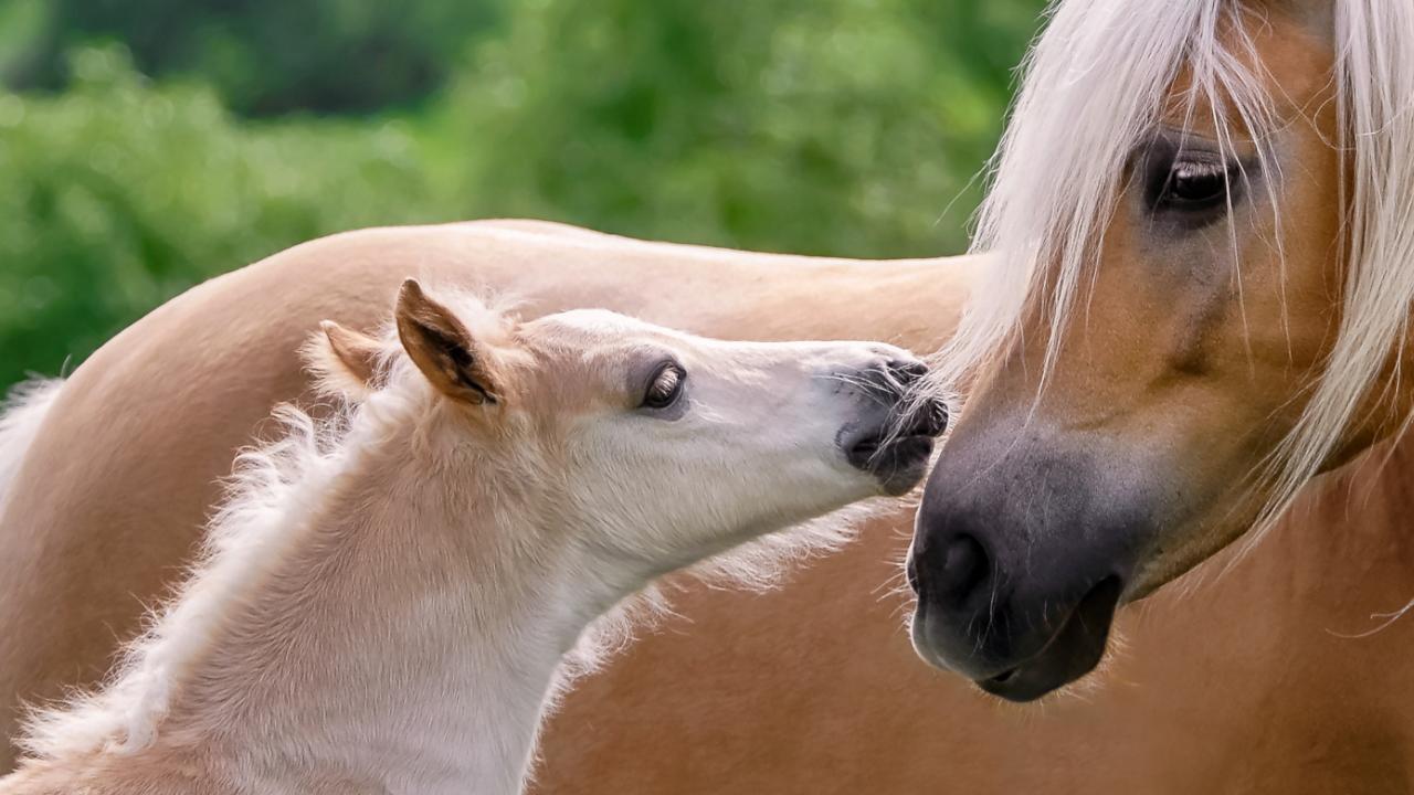 Parentage | Veterinary Genetics Laboratory