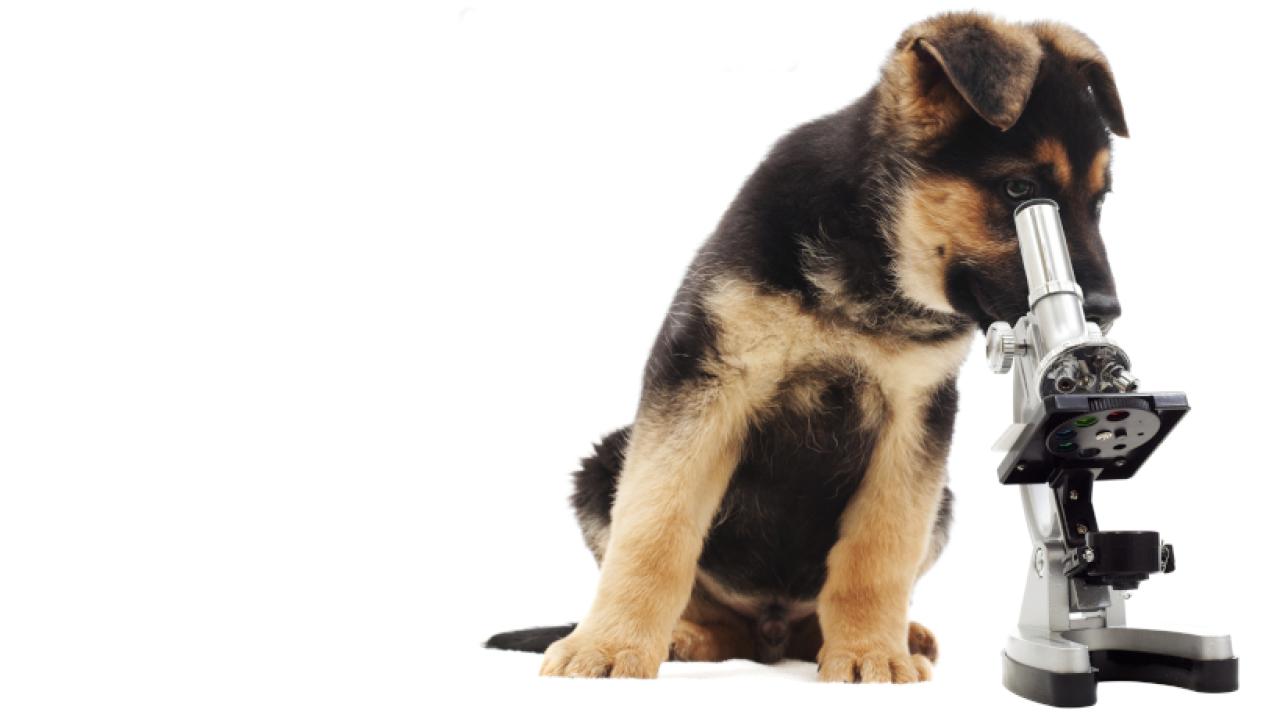 Frequently Asked Questions (Forensics) | Veterinary Genetics Laboratory