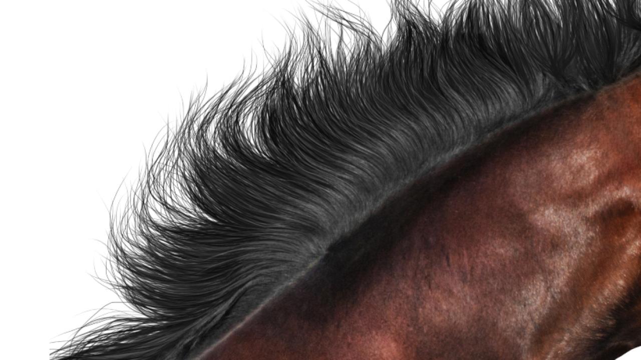 Veterinary Genetics Laboratory - Horse DNA Collection