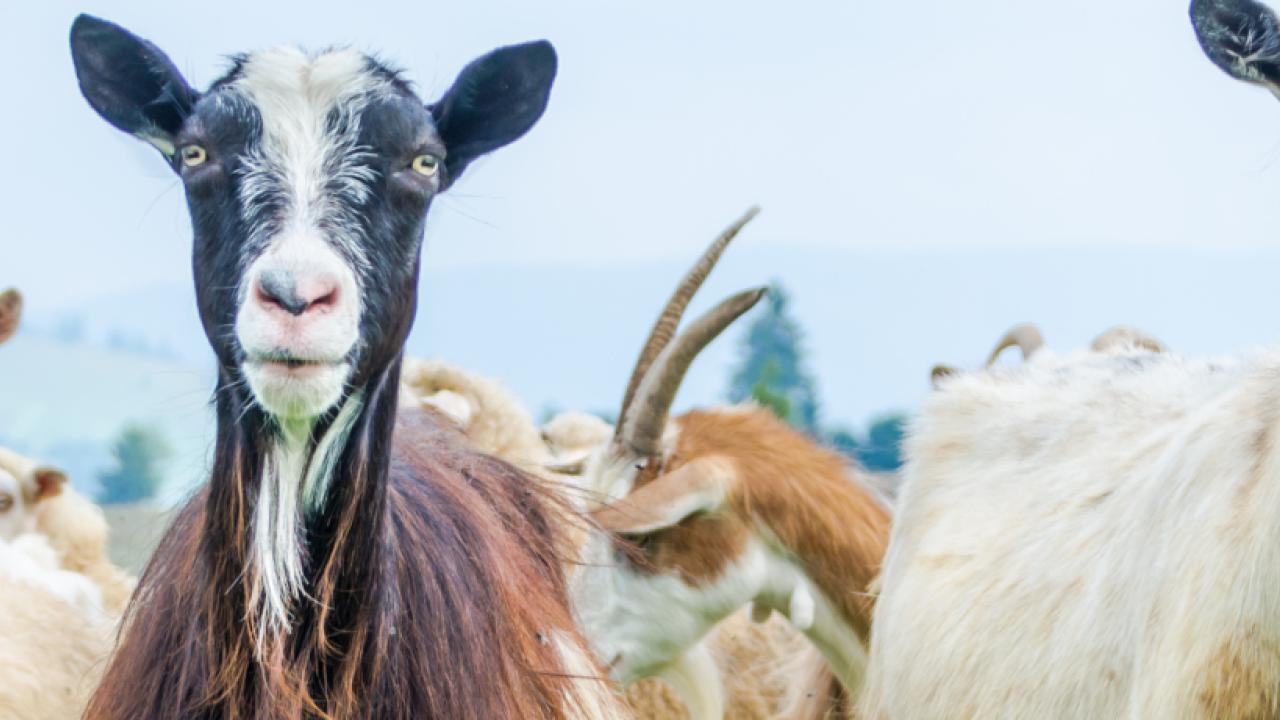 Goat Registry Affiliation | Veterinary Genetics Laboratory