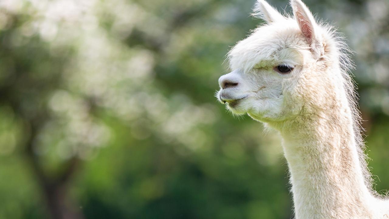 Veterinary Genetics Laboratory - Genetic Research Projects of Dr ...